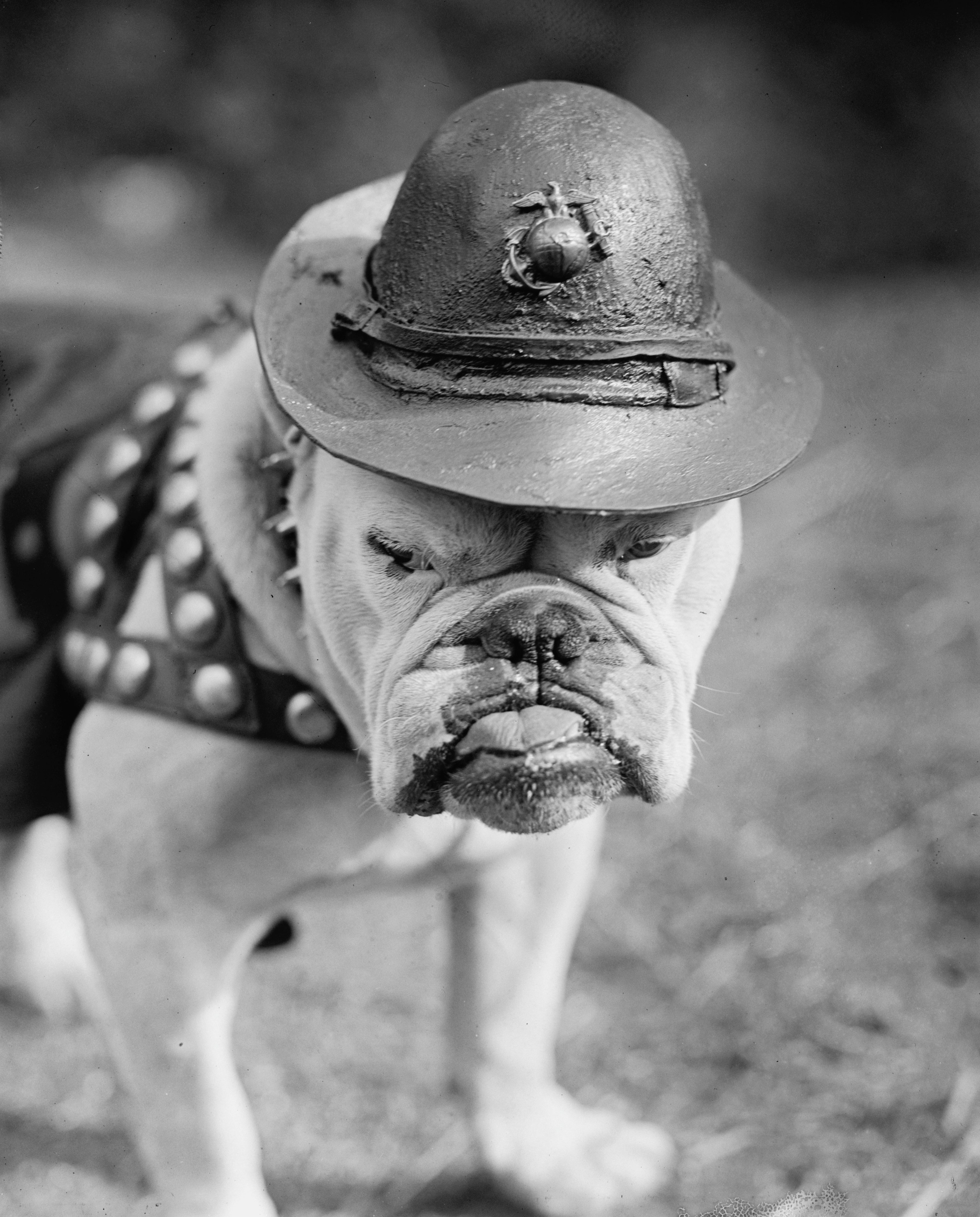 26 Photos of Dogs Being Heroes in WWI | HISTORY