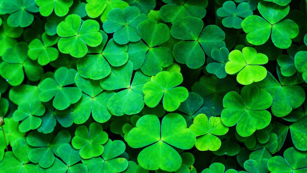 St. Patrick’s Day: Parade, Facts & Traditions - HISTORY