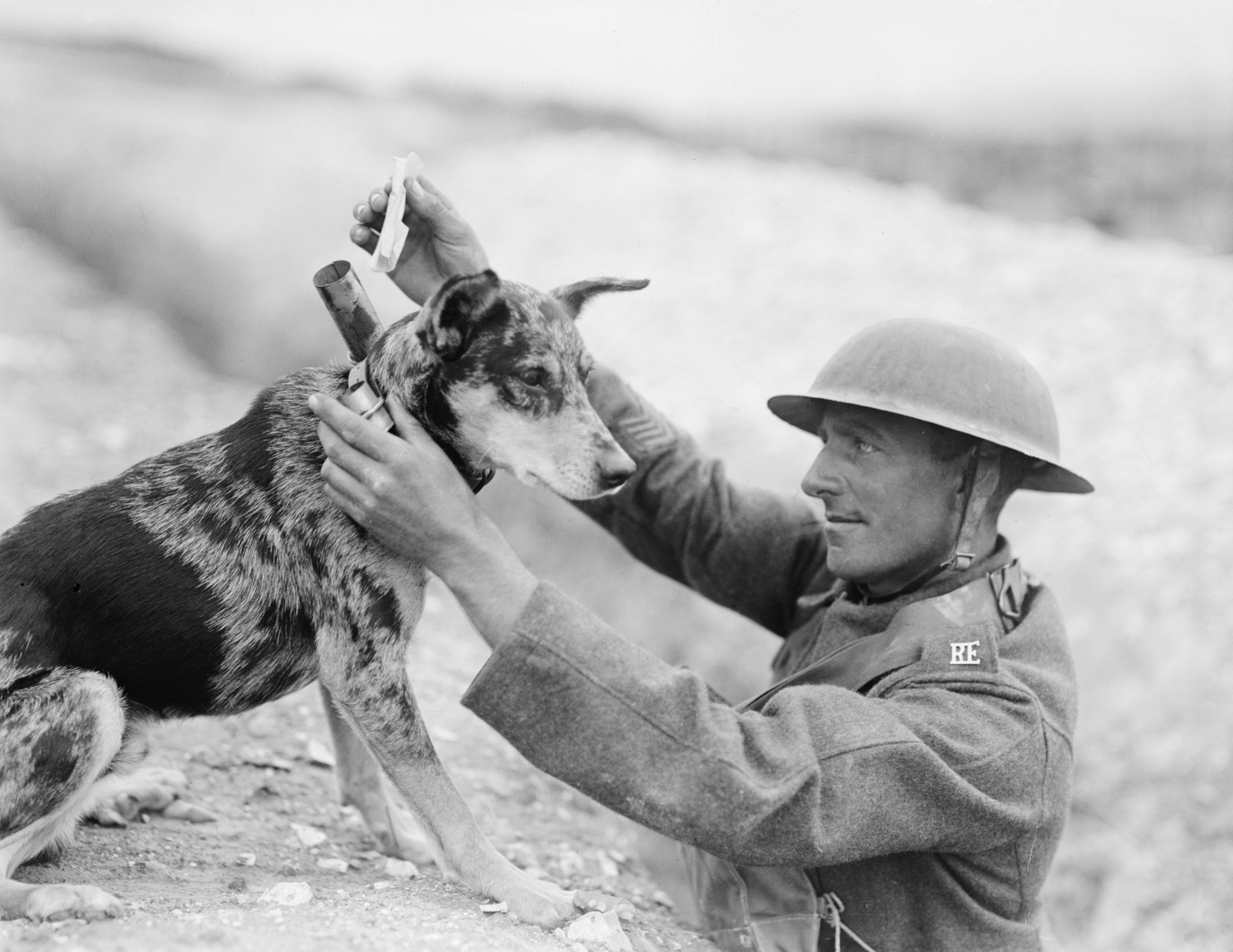 26 Photos of Dogs Being Heroes in WWI | HISTORY
