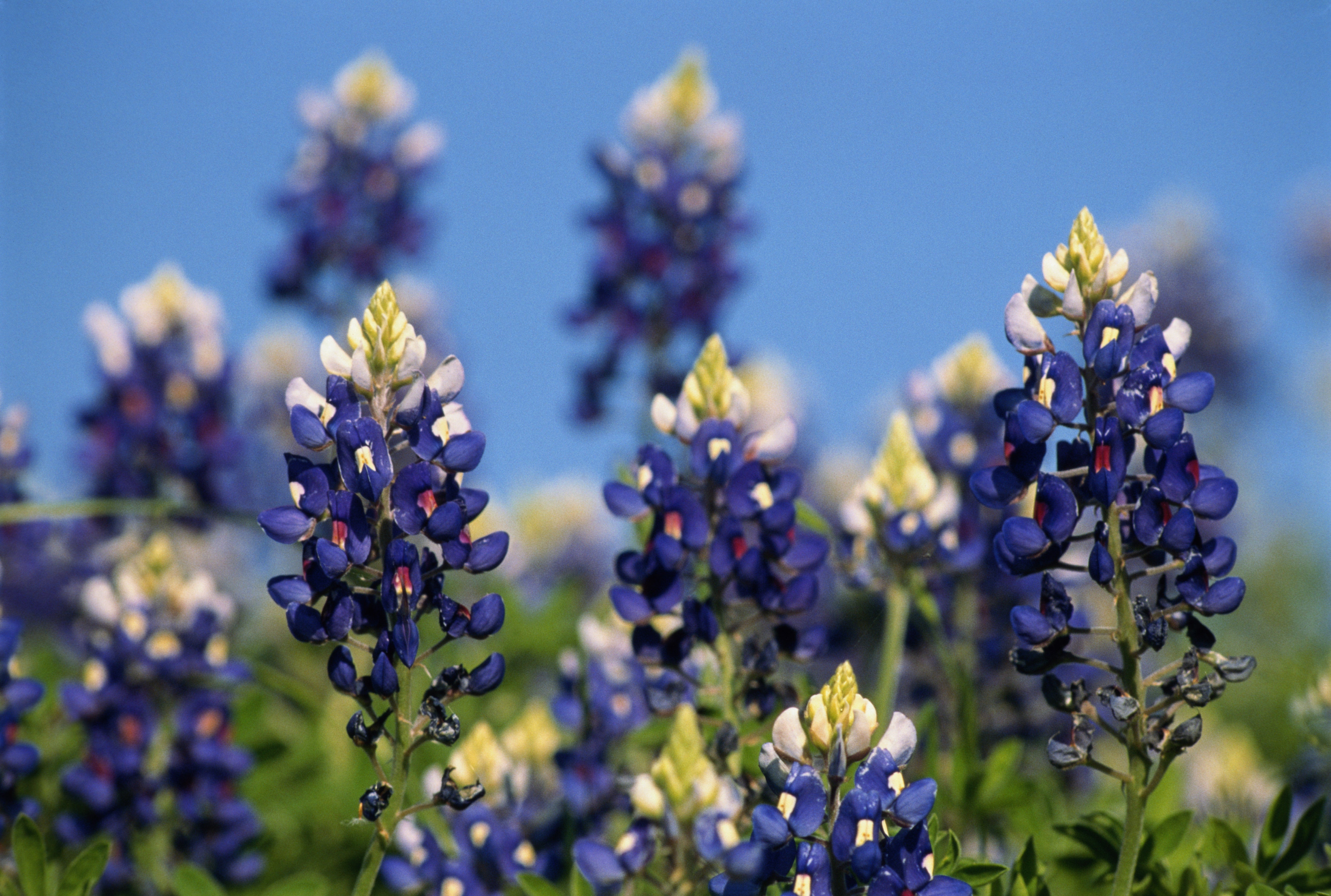 Texas ‑ State, Population & Map | HISTORY