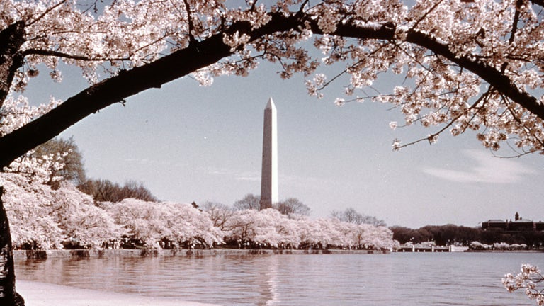 Cherry Trees In Washington Dc More Than 100 Iconic Cherry Trees In