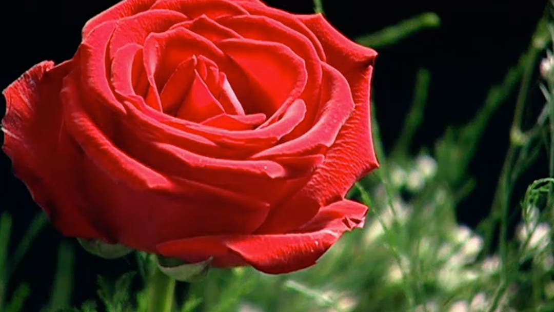 Valentine’s Day: Quotes, Traditions & Ideas | HISTORY