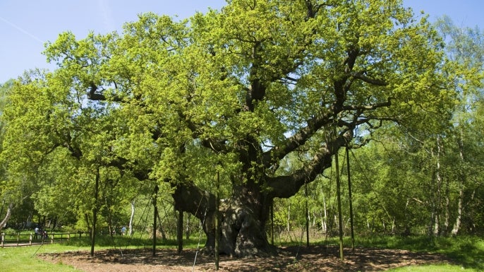 10 Famous Trees in History | HISTORY