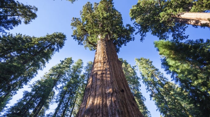 10 Famous Trees in History | HISTORY