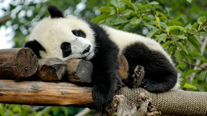 Panda Diplomacy: The World’s Cutest Ambassadors | HISTORY