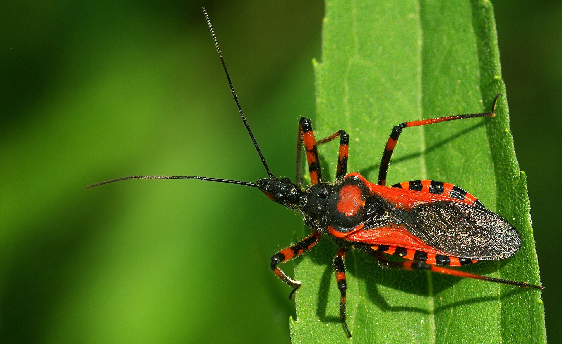 Bugs of War: How Insects Have Been Weaponized Throughout History | HISTORY