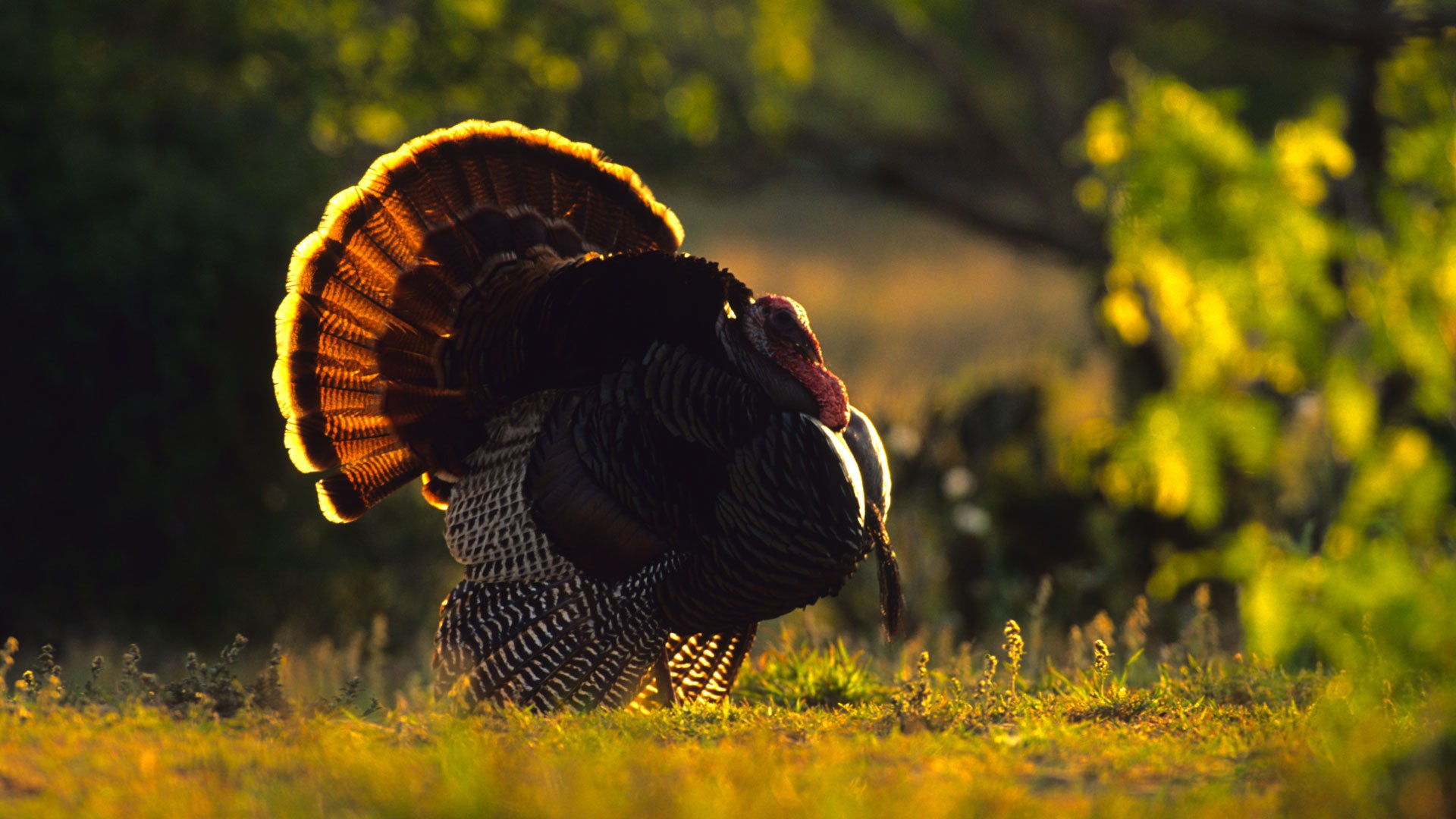 Spring Wild Turkey Wallpaper