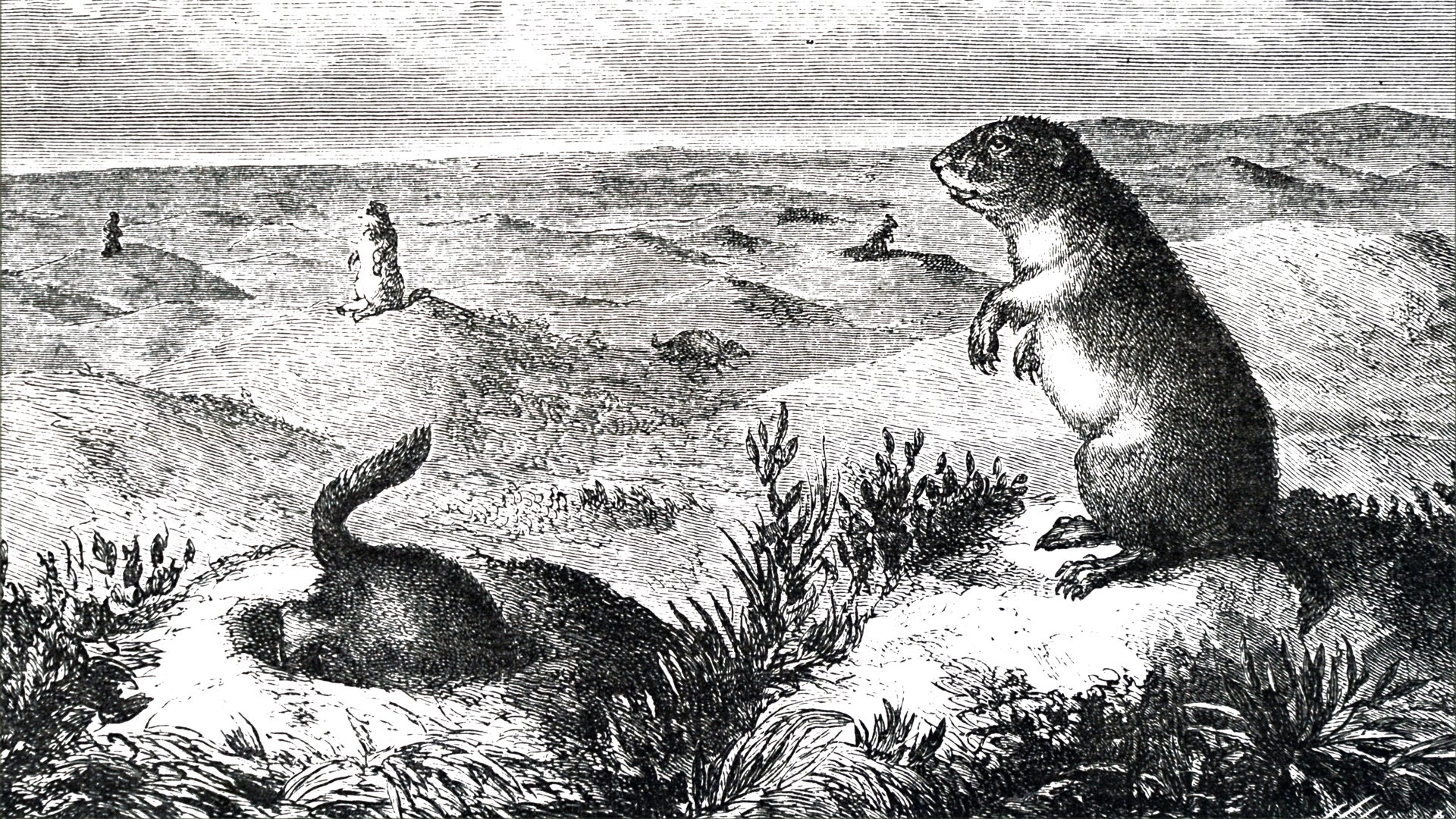 Lewis and Clark's Travels Included Dozens of Astonishing Animal ...