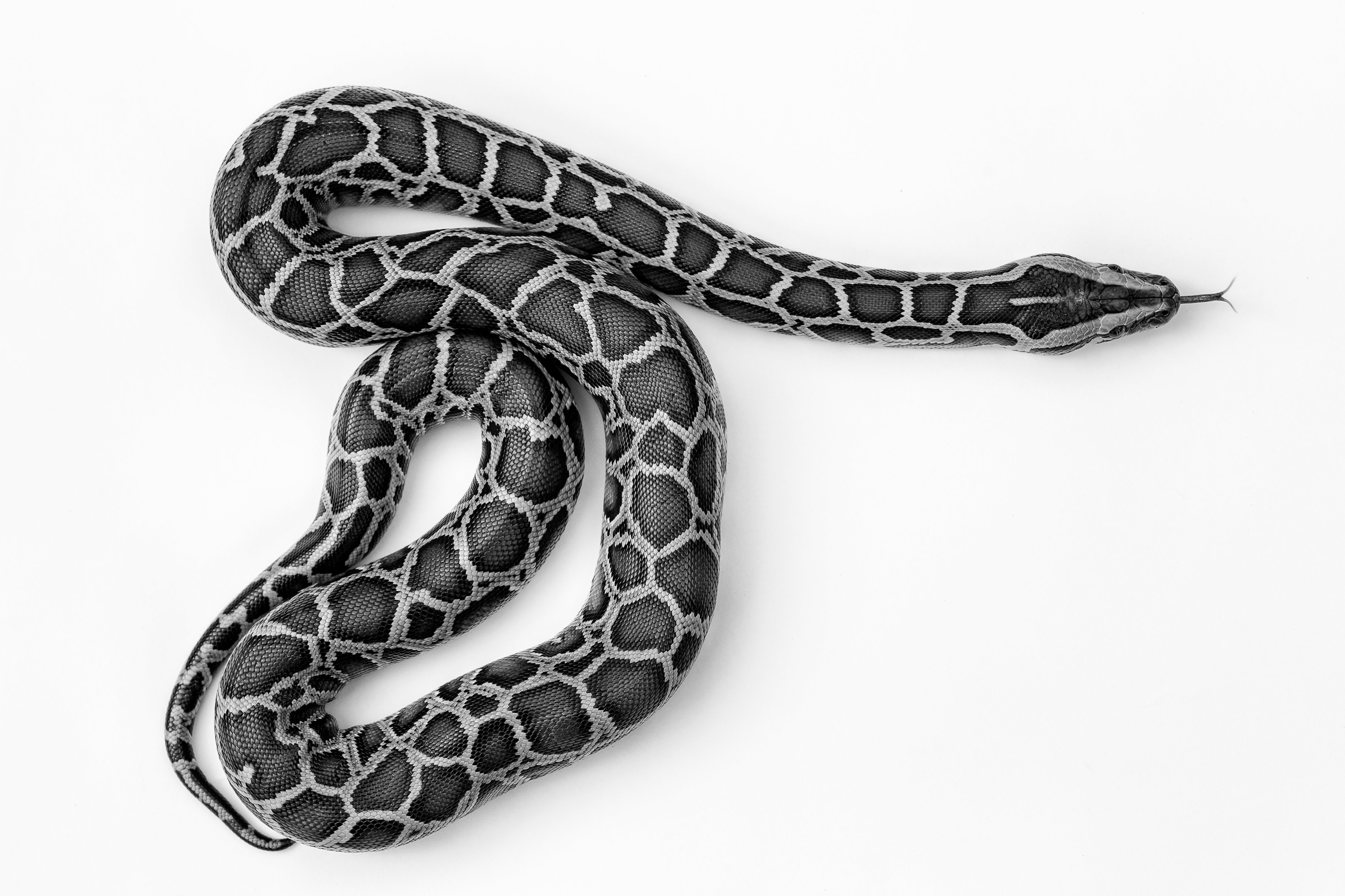 How Burmese Pythons Took Over the Florida Everglades | HISTORY