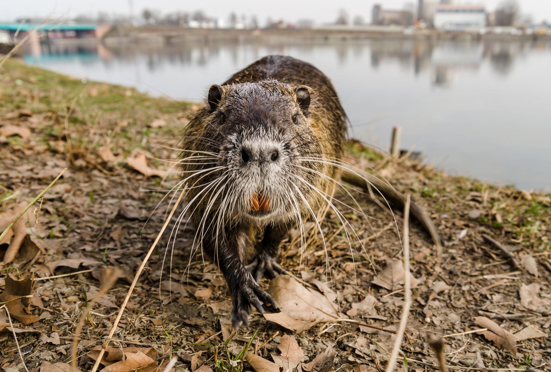 7 Invasive Species That Have Wreaked Havoc in the US | HISTORY