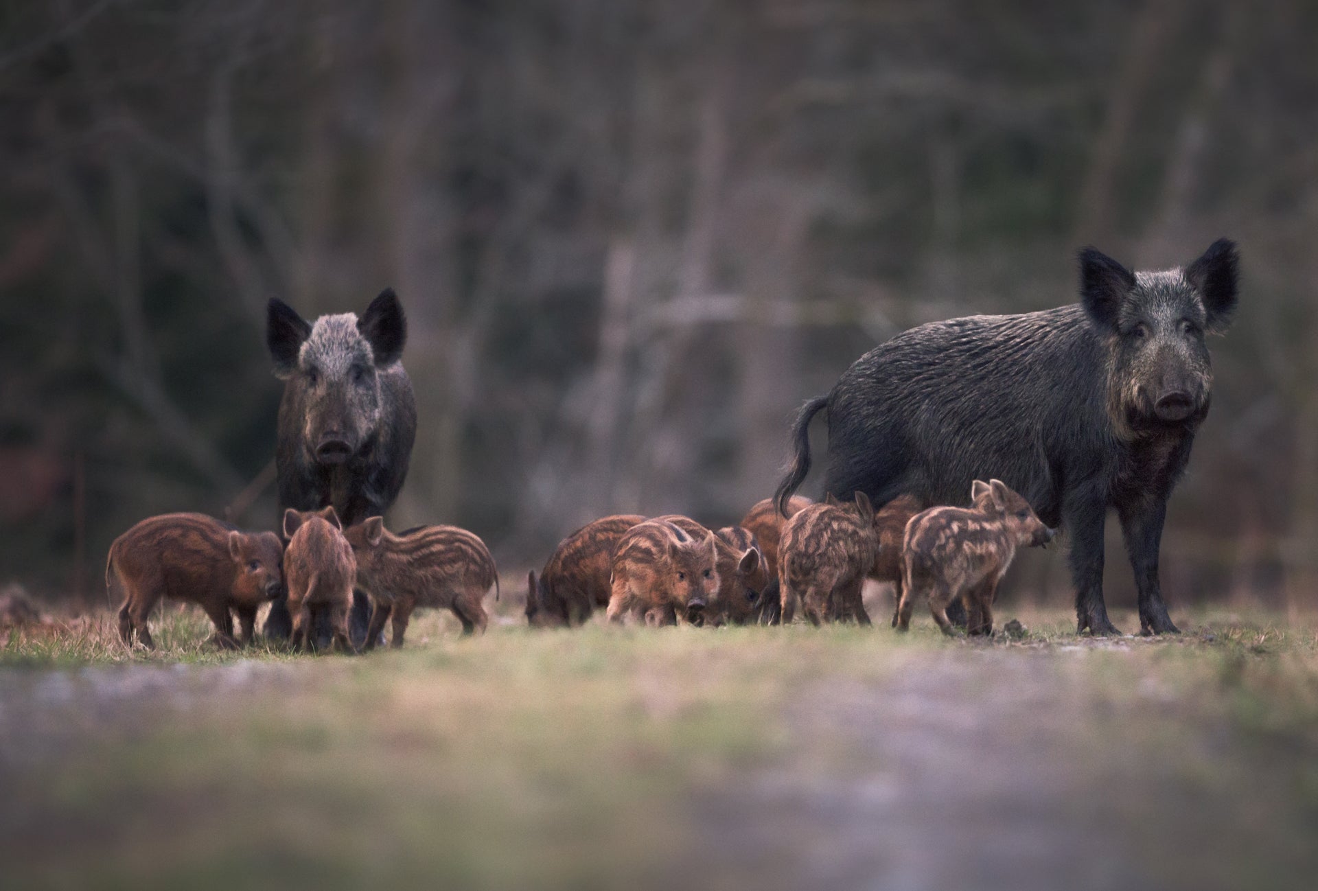 Invasive Species Animals List 18 Animals That Became Extinct In The