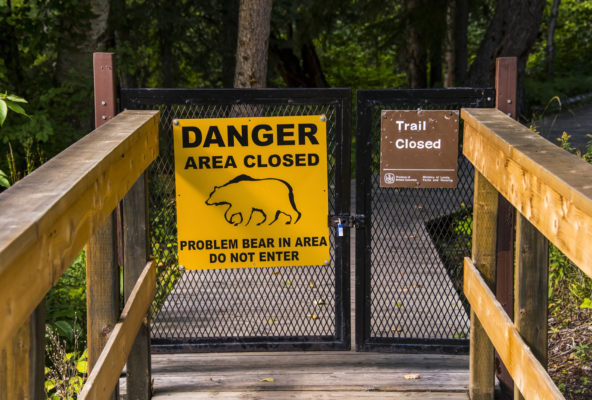 5 of History's Deadliest Bear Attacks | HISTORY