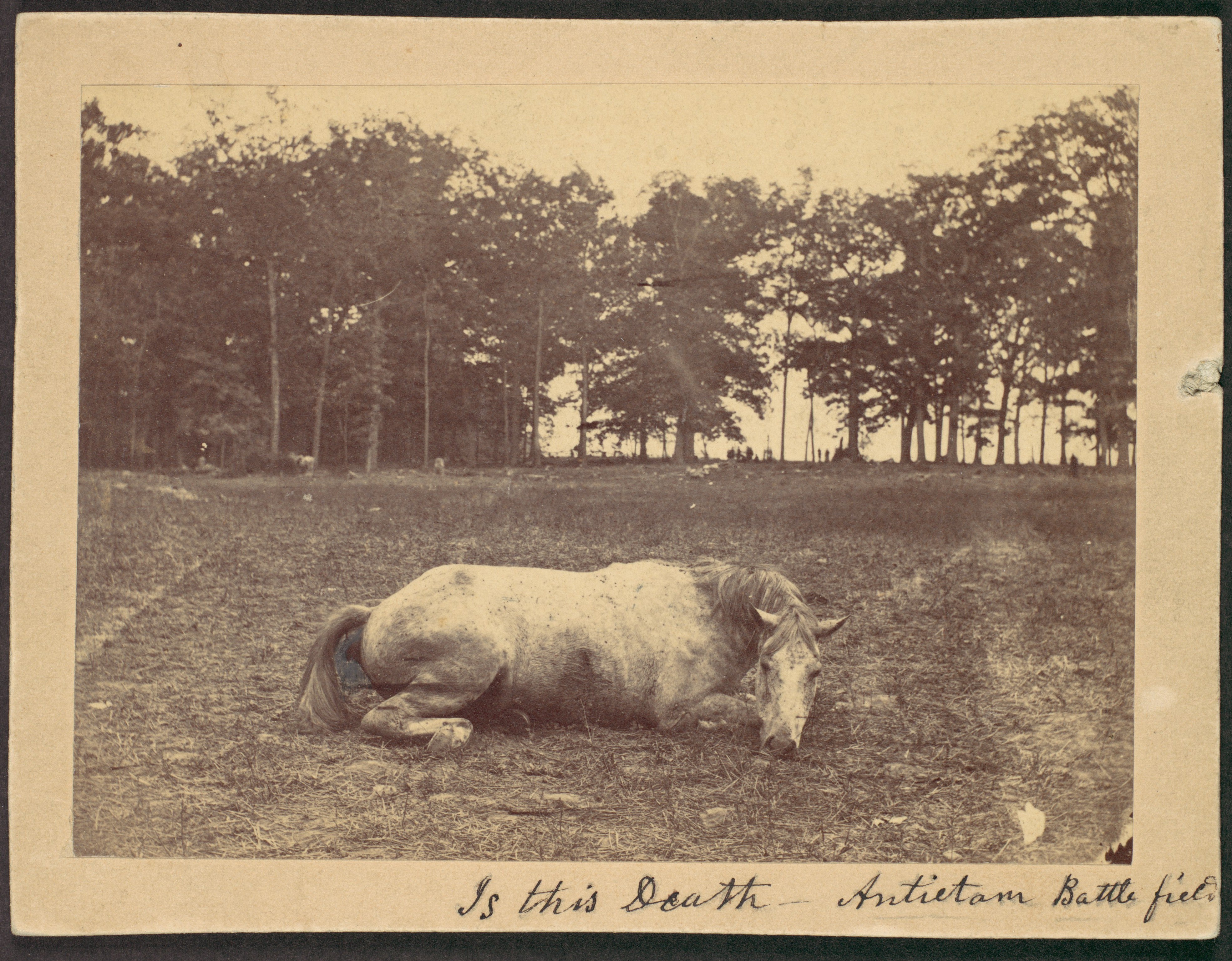 How Photos from the Battle of Antietam Revealed the American Civil War ...