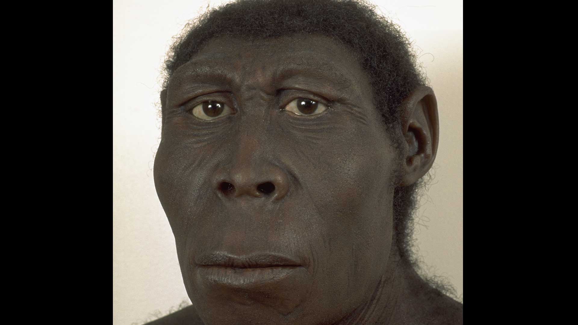 How the 'Lucy' Fossil Rewrote the Story of Human Evolution